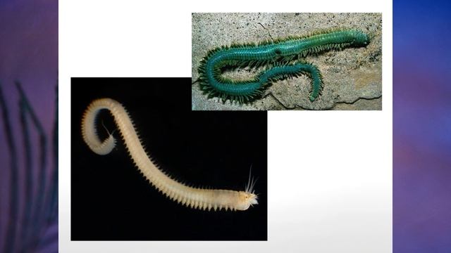 "Тип Кольчатые черви", Биология 7 класс, Сивоглазов