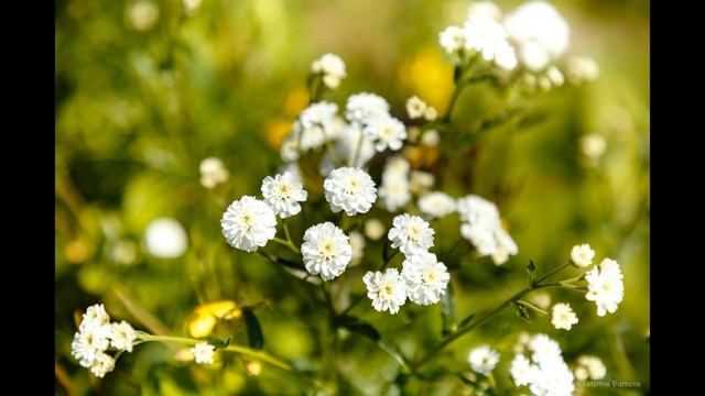 Релаксация  Расслабление тела Шавасана