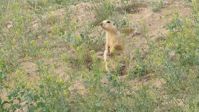 Суслик Gopher
