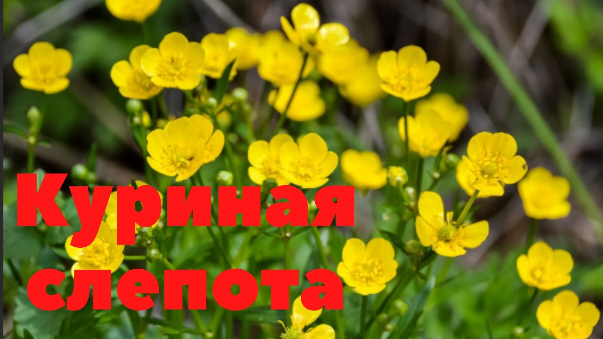 Куриная слепота (лютик едкий). Ядовитый цветок.