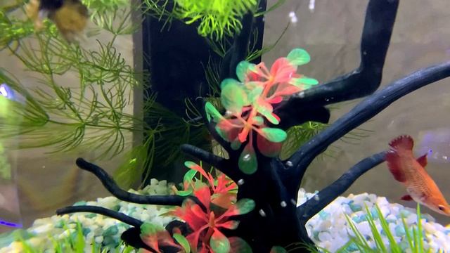 Красивая аквариумная рыбка петушок