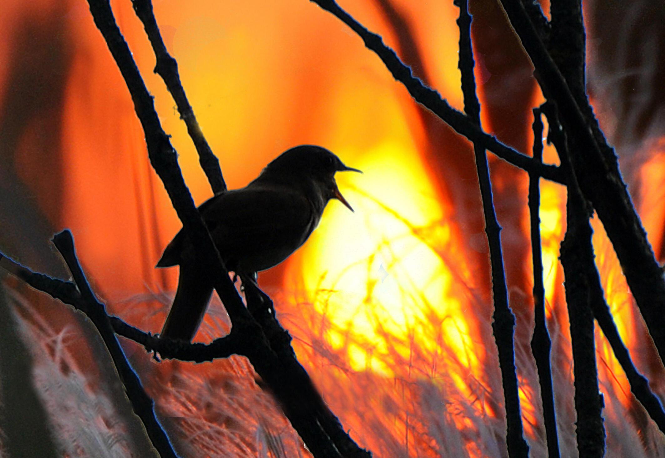 "Соловьиные Дрели". Юмористический рассказ о единении с природой.