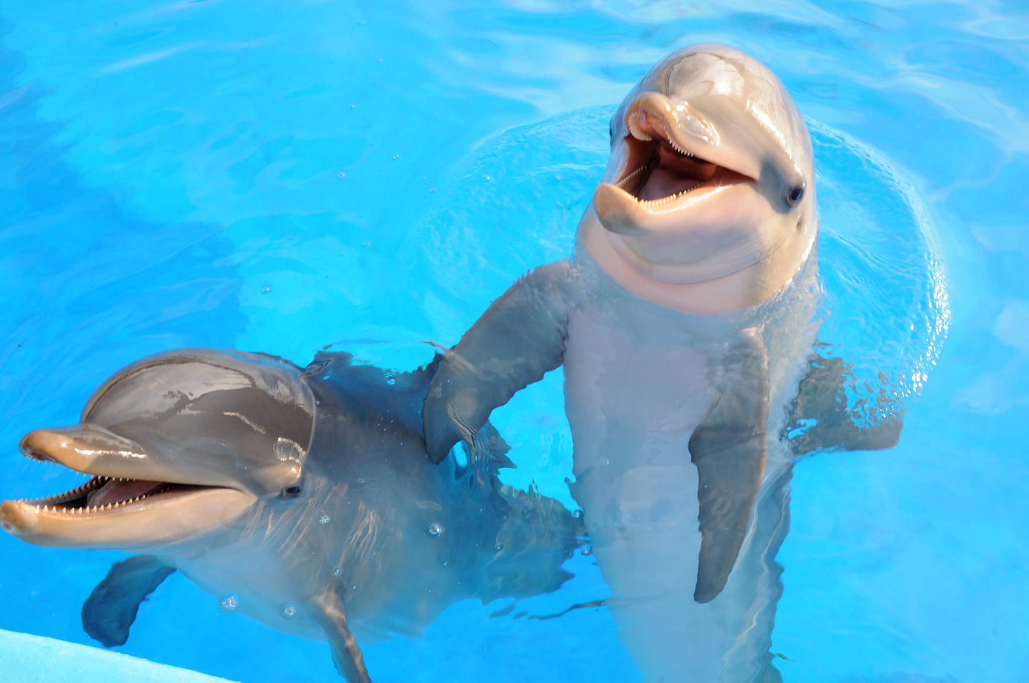 Супер шоу Дельфинов! ?? ✨ Очень красиво!