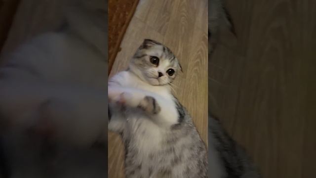 НАКА?Котик#котик#животное#кошечка