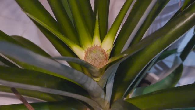 Комнатные Ананасы: Делаем подставку освещения. Pineapples_in_a_flower_pot-Making_a_lamp_stand