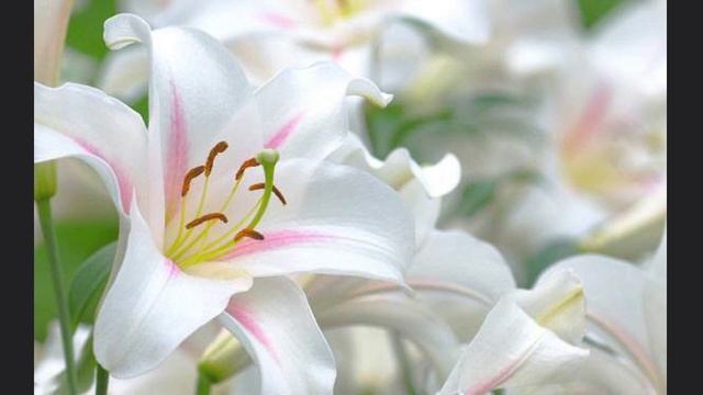 В Вифлееме было тихо. Рождество. автор Камаскина С.