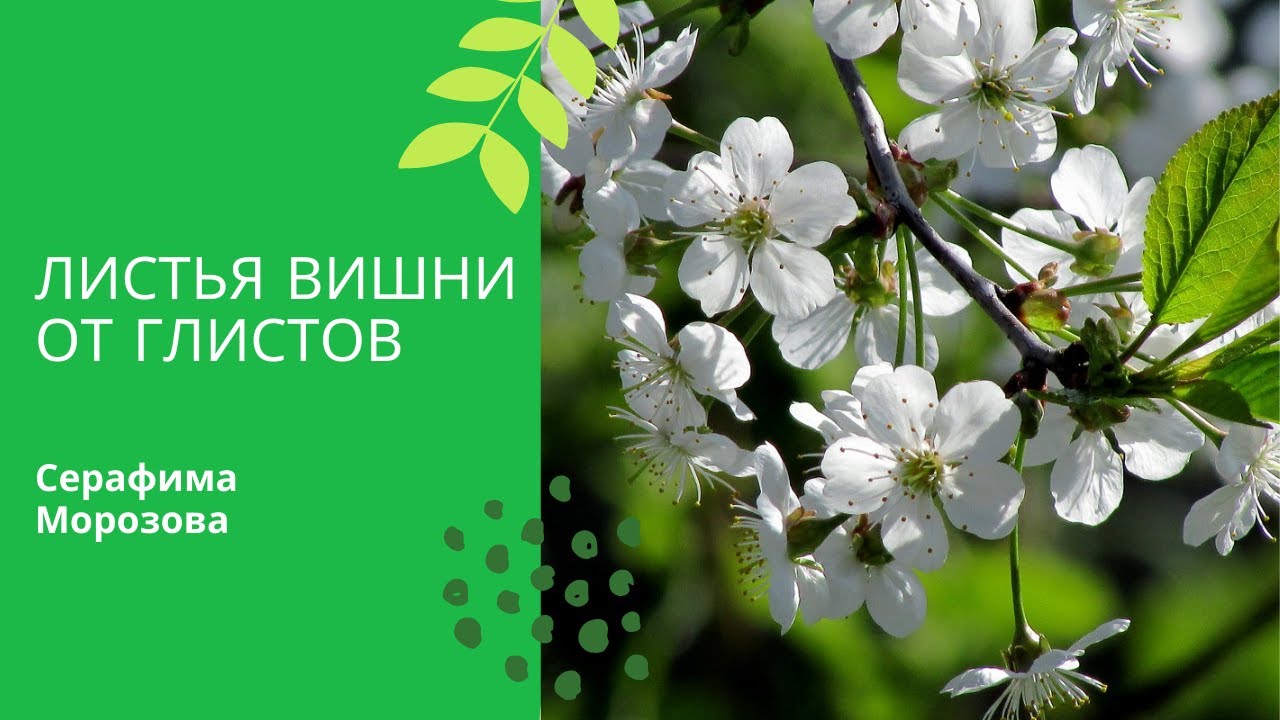 Листья вишни от бластных клеток паразитов.mp4