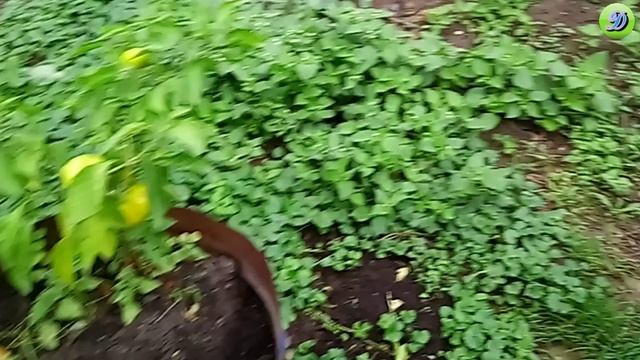 Итоги урожая 2021 года.