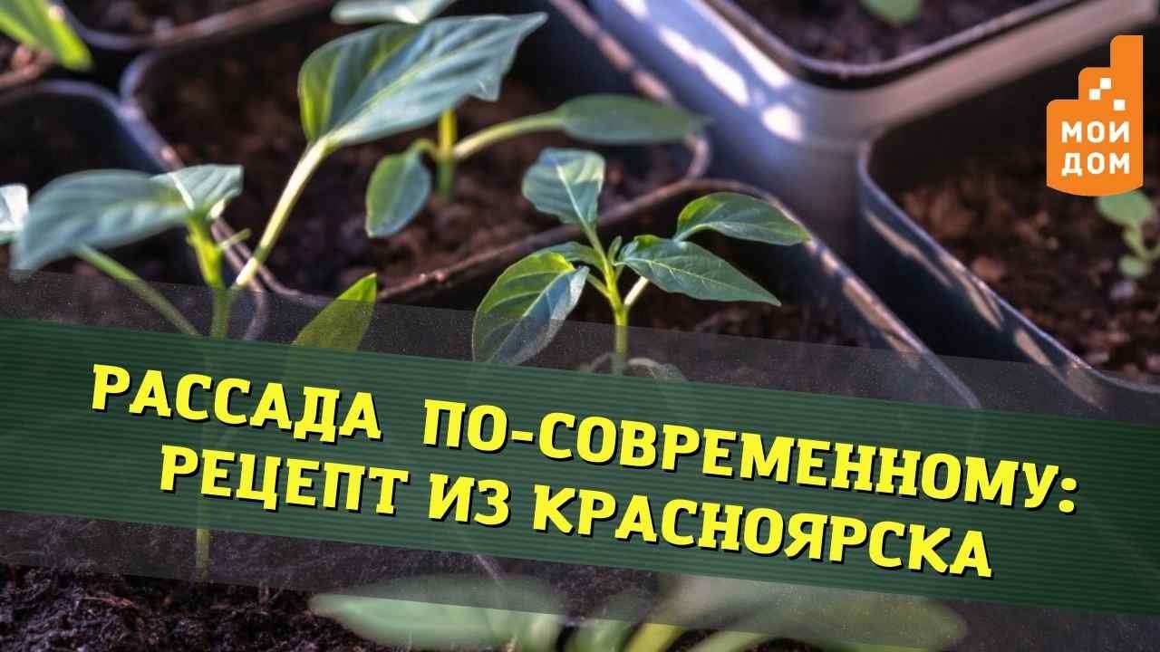 Рассада на по-современному: рецепт из Красноярска