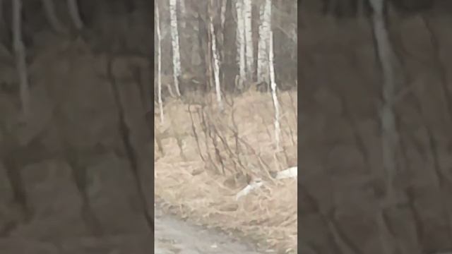 Медведь на дачных участках #shorts #медведь #животные