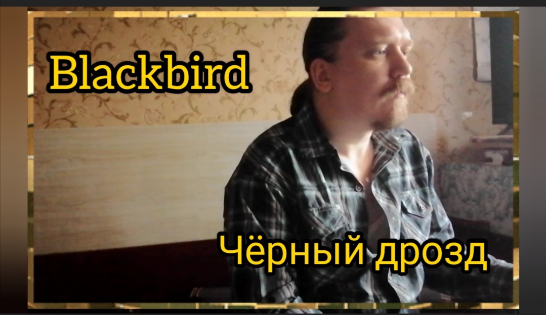 Чёрный дрозд © 2024