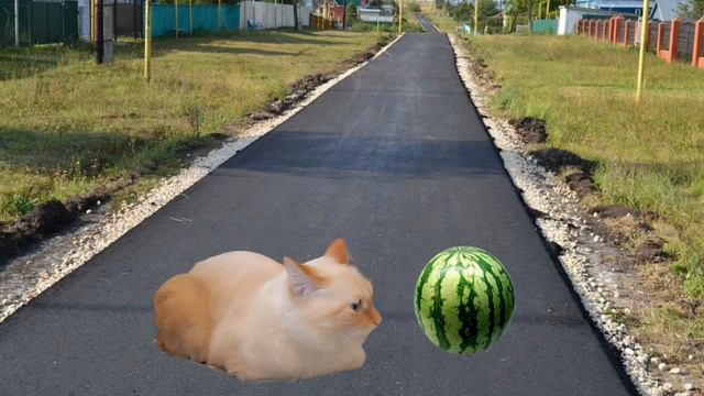 арбуз арбуз привет 
мем