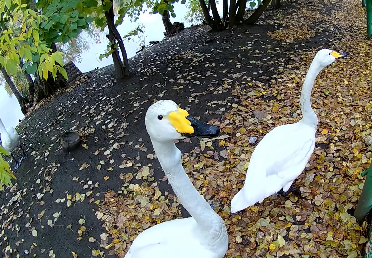 Белый лебедь