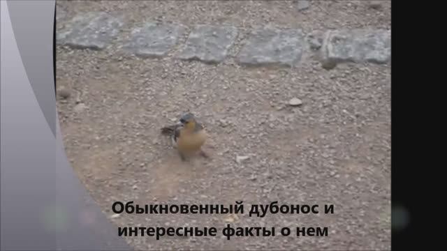 Дубонос и интересные факты о нем.