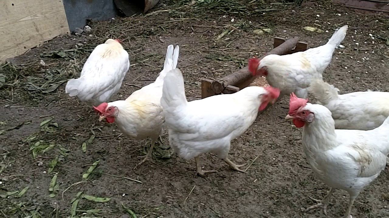 Несушки.