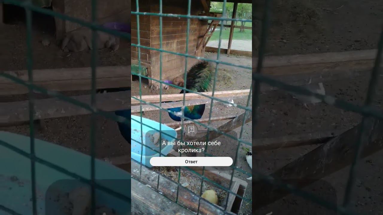 🔴Павлин, кролики и др🔴