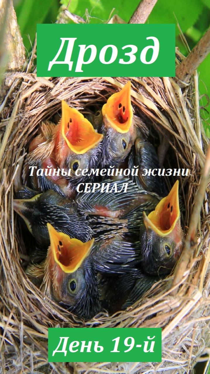 Птица дрозд. Тайны семейной жизни. День 19 - й
