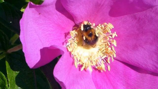 Шмель собирает нектар с цветов шиповника.