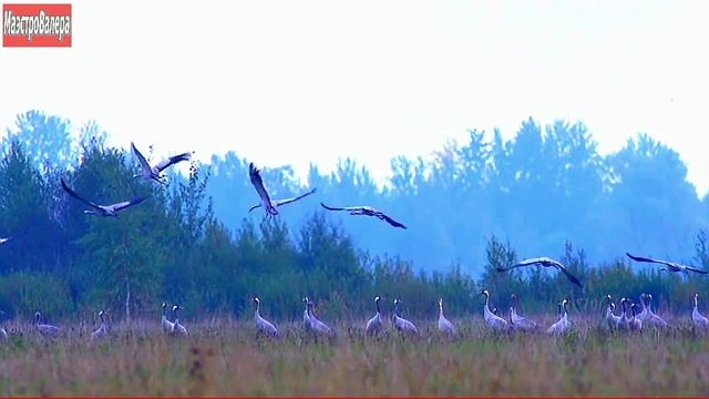Евгений Любимцев - Над полями пролетают журавли