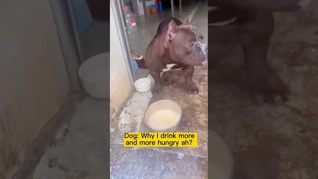 Эта собака явно не умеет пить