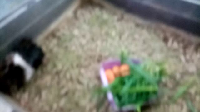 Меняю подстилку у морских свинок. Малыши шустрячки ?