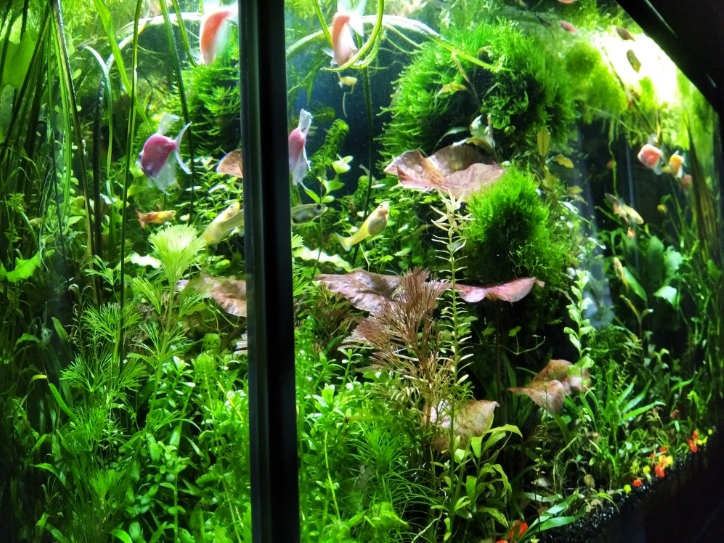 Обзор аквариума 70 л. 21м. без подмен воды.