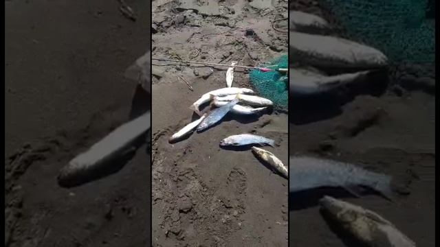 Ловля кунджи на воблер 80 мм (13 гр) от Mr. Musurok