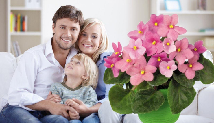 Какие домашние цветы являются залогом семейного счастья?  Расскажу язык цветов.
