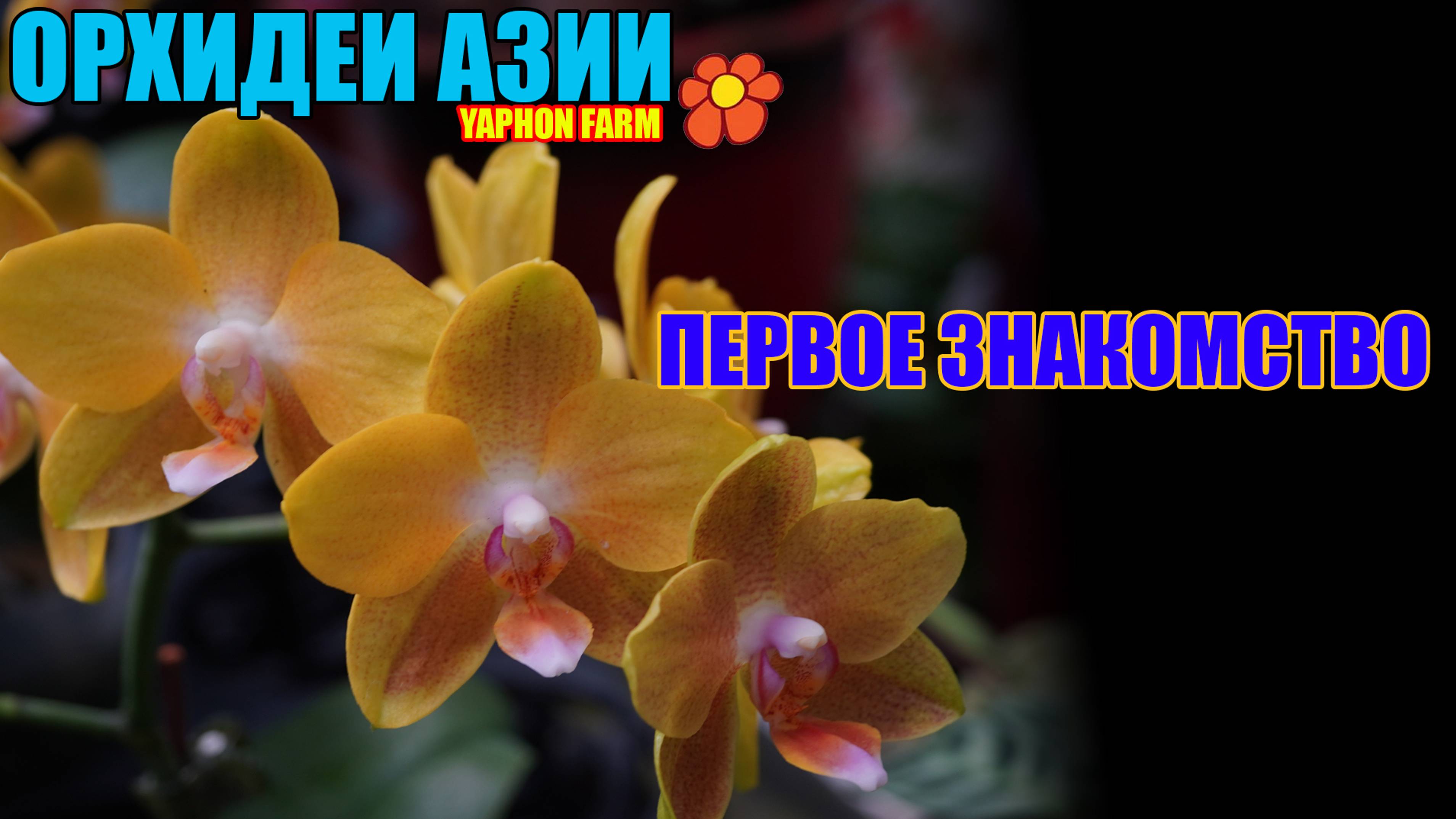 орхидеи Yaphon Farm