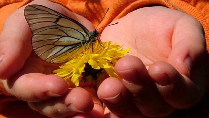 Лечат не лекарства. Автор текста Алёна Гавенаускене-Колосовская. Стихи.
