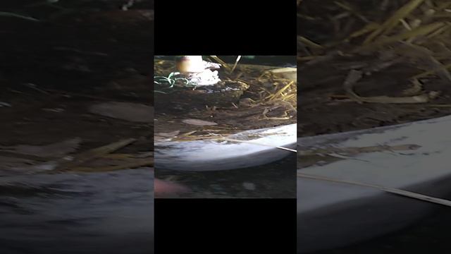 Банан, очередная новинка, май 24г