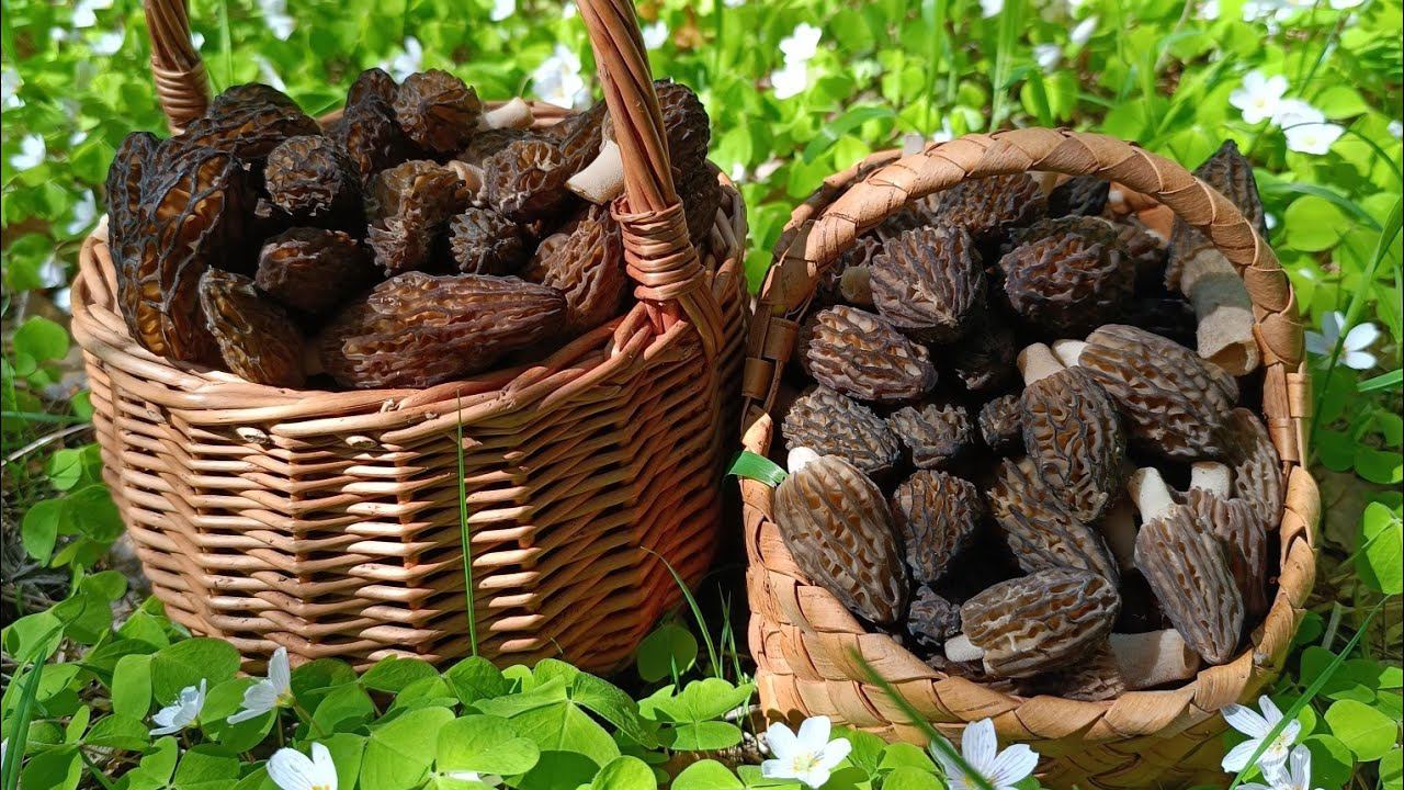 ВСЕ ВЕСЕННИЕ ГРИБЫ ТУТ  Где растут сморчки и строчки.