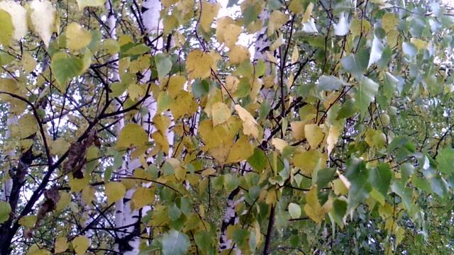 Осень на озере.