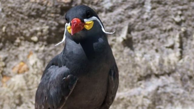 Удивительные соседи. Крачка-инка.