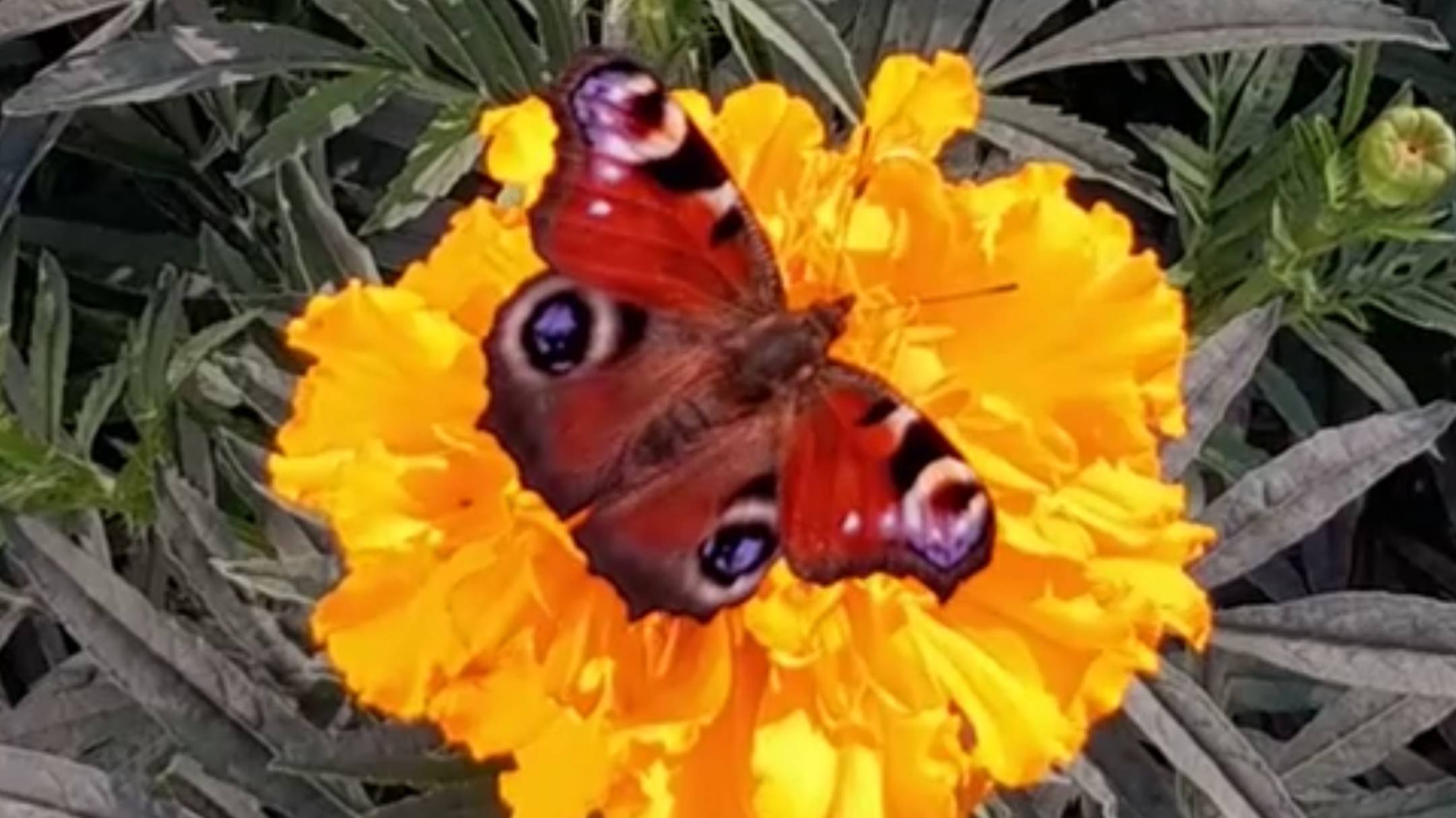 БАБОЧКИ в ОКТЯБРЕ в СИБИРИ!