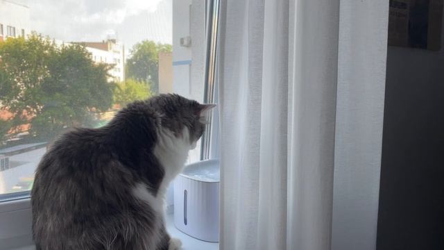 Котик в восторге от автоматической поилки