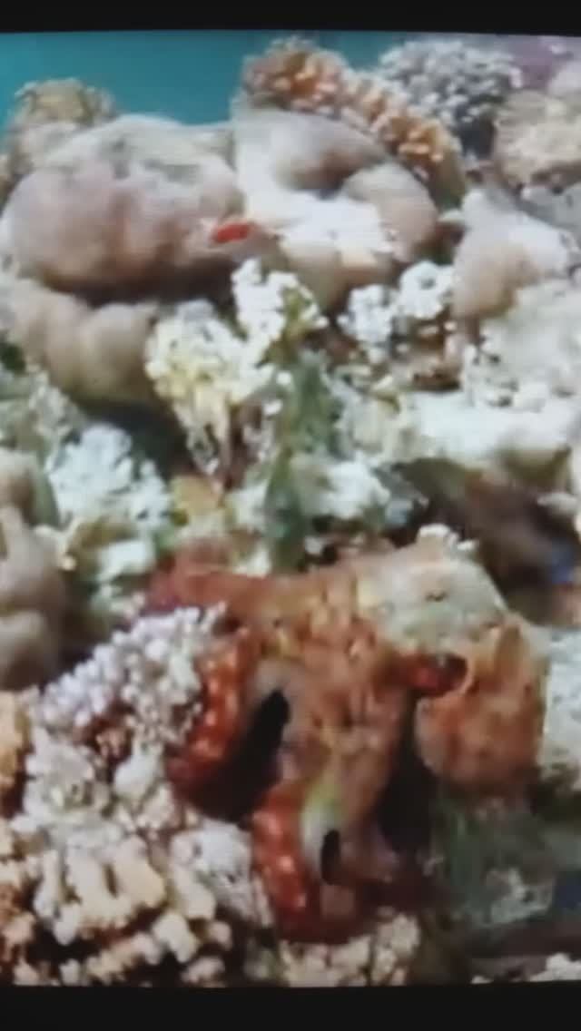 ОСЬМИНОГ и др. обитатели моря#Shorts