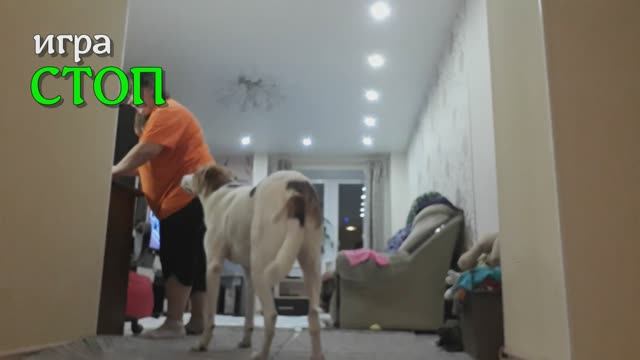 Игры с собакой на самоконтроль / Игра Стоп от души )))