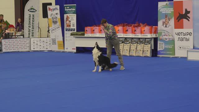 Чемпионат РКФ,чемпионат Санкт-Петербурга,всероссийские соревнования по танцам с собаками.