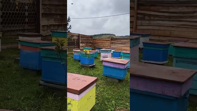 "Пчелиная академия" презентация