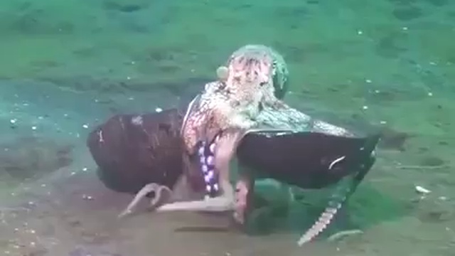 Осьминожик. Хозяйственный...