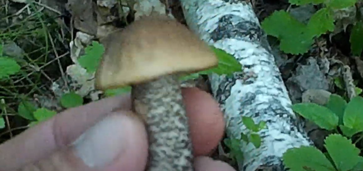 Грибы 2019. Таруса лето.  Лисички и немного других грибов.