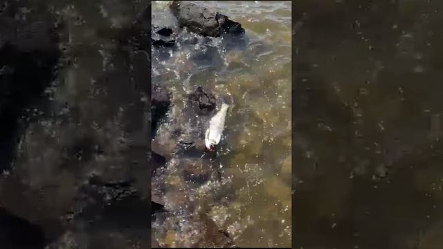 Ловля верхогляда на воблер 80 мм (13 гр) от Mr. Musurok