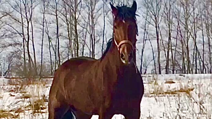Семья лошадей с маленьким жеребёнком пришли к нам в гости. Это так красиво, так трогательно