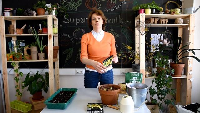 Лилии в горшке от посадки до цветения за 5 недель (2)