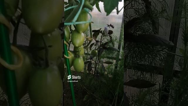 Поливайте томаты - Правильно! Советы и рекомендации