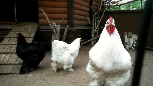 Какой Красавец - Елагин остров - Санкт Петербург