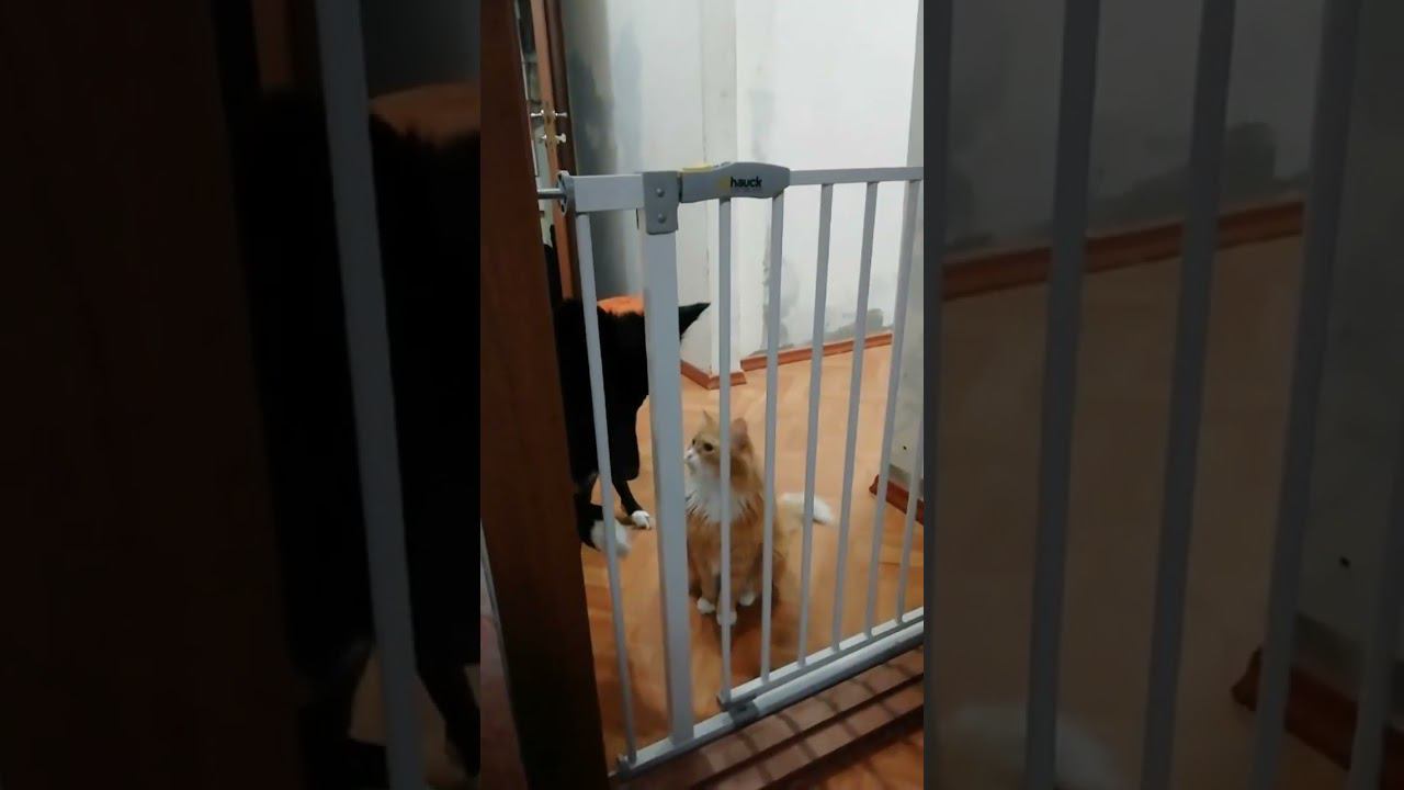 Запустила😺🐶