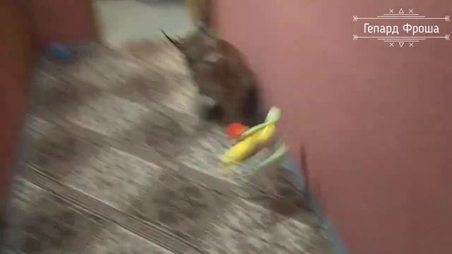 Красавица Рысь Даша!