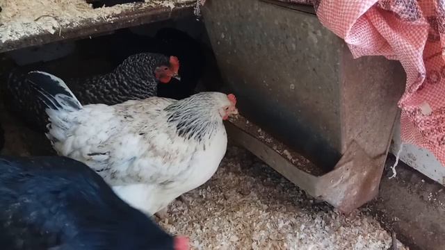 Небольшой отзыв о курах  Доминант